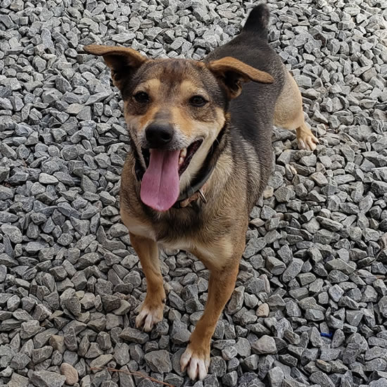 Adopting A Dog - Animal Rescue - Adopt A Dog - Benson NC