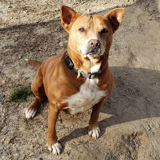 Adopting A Dog - Animal Rescue - Adopt A Dog - Benson NC