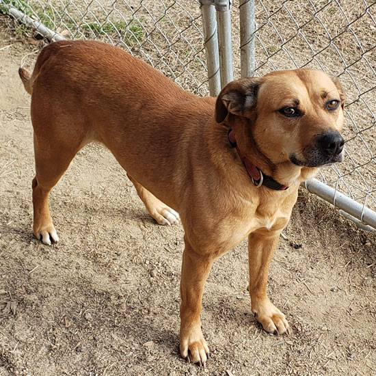 Adopting A Dog - Animal Rescue - Adopt A Dog - Benson NC