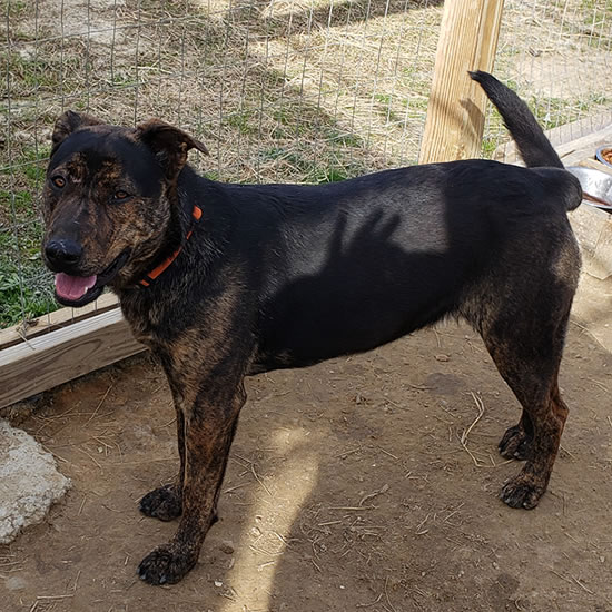 Adopting A Dog - Animal Rescue - Adopt A Dog - Benson NC