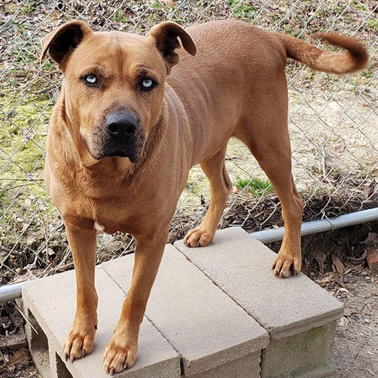 Adopting A Dog - Animal Rescue - Adopt A Dog - Benson NC