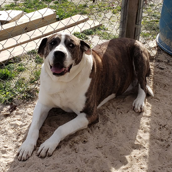 Adopting A Dog - Animal Rescue - Adopt A Dog - Benson NC