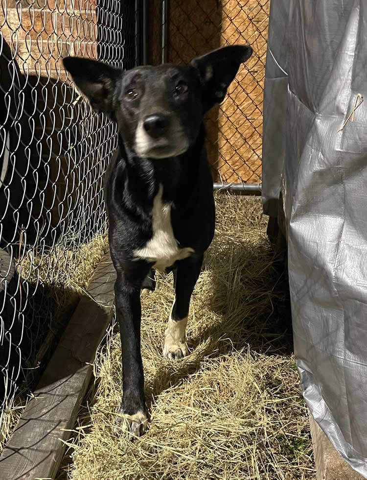 The Benson Community Dog - Old Cowboy Animal Rescue