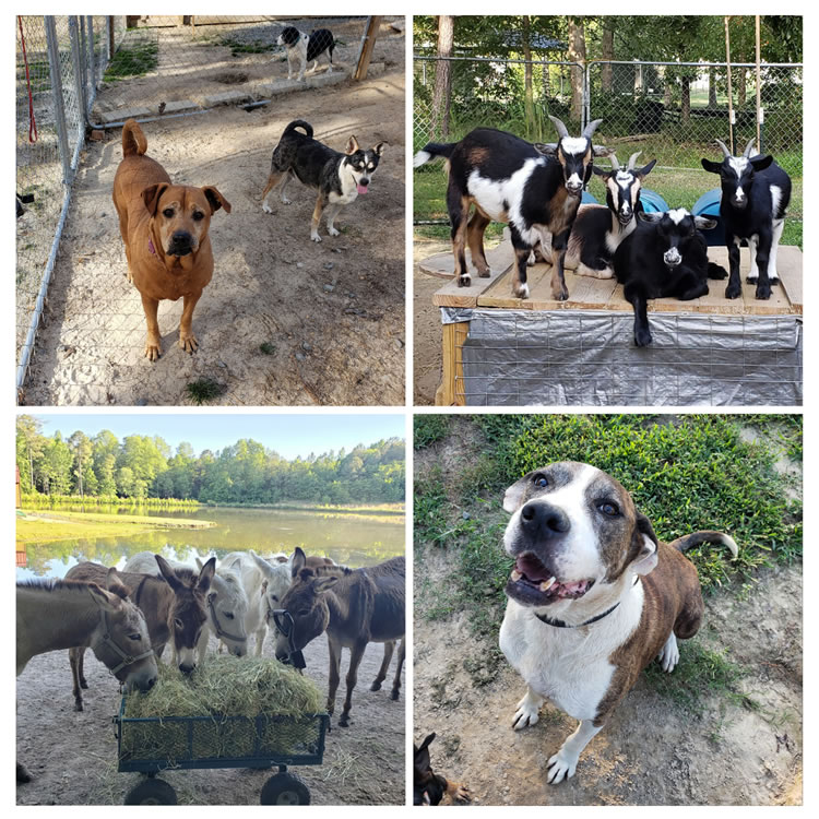 Old Cowboy Animal Rescue - Non Profit Rescue - Benson NC