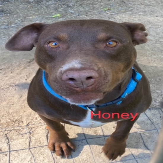 Adopting A Dog - Animal Rescue - Adopt A Dog - Benson NC