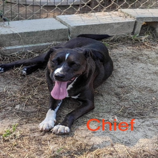 Adopting A Dog - Animal Rescue - Adopt A Dog - Benson NC