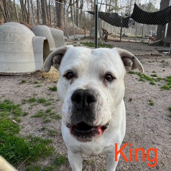 Adopting A Dog - Animal Rescue - Adopt A Dog - Benson NC