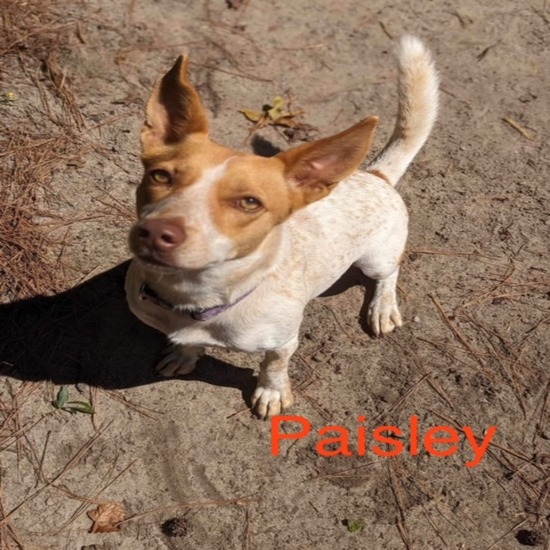 Adopting A Dog - Animal Rescue - Adopt A Dog - Benson NC