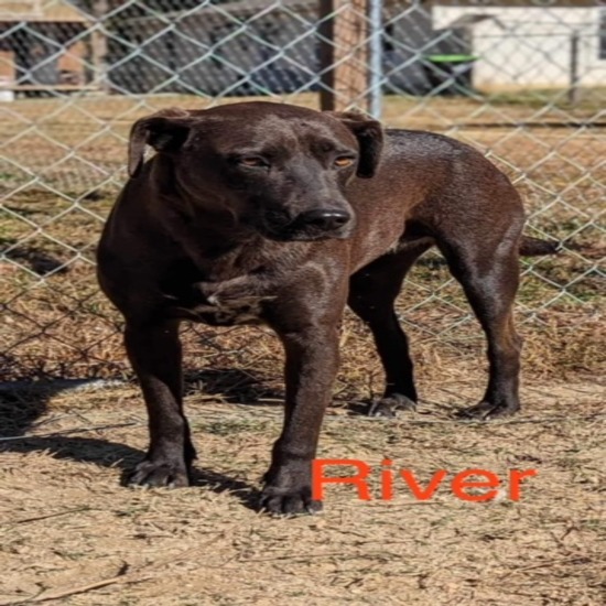 Adopting A Dog - Animal Rescue - Adopt A Dog - Benson NC