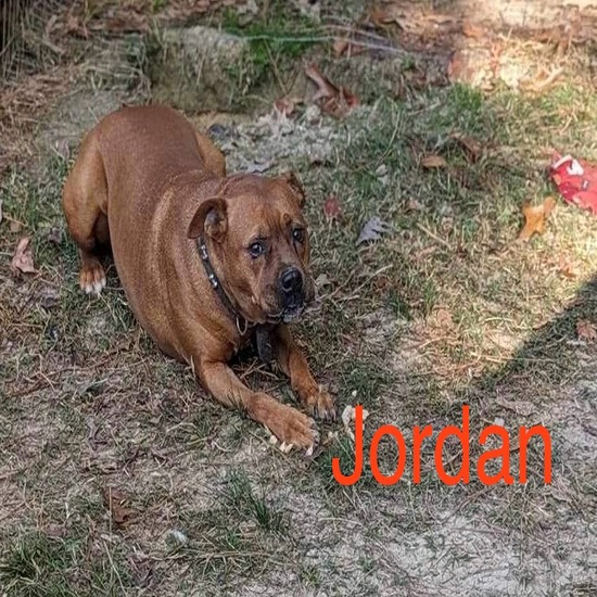 Adopting A Dog - Animal Rescue - Adopt A Dog - Benson NC