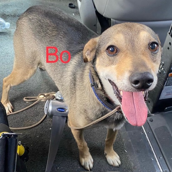 Adopting A Dog - Animal Rescue - Adopt A Dog - Benson NC