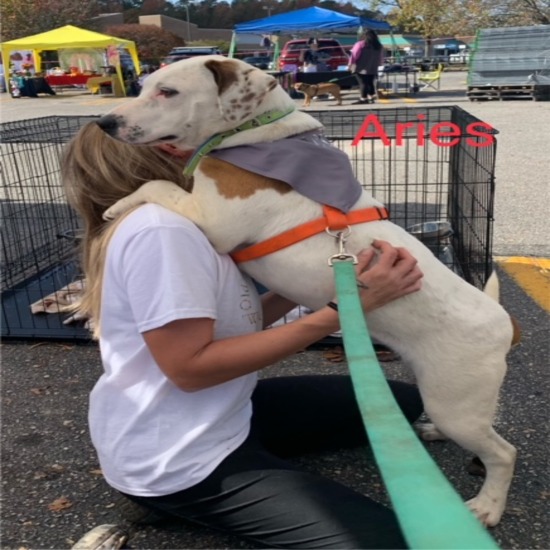 Adopting A Dog - Animal Rescue - Adopt A Dog - Benson NC