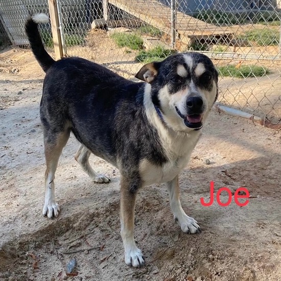 Adopting A Dog - Animal Rescue - Adopt A Dog - Benson NC