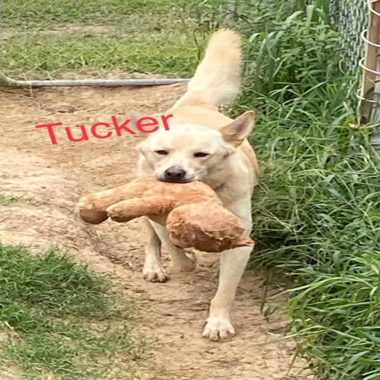 Adopting A Dog - Animal Rescue - Adopt A Dog - Benson NC