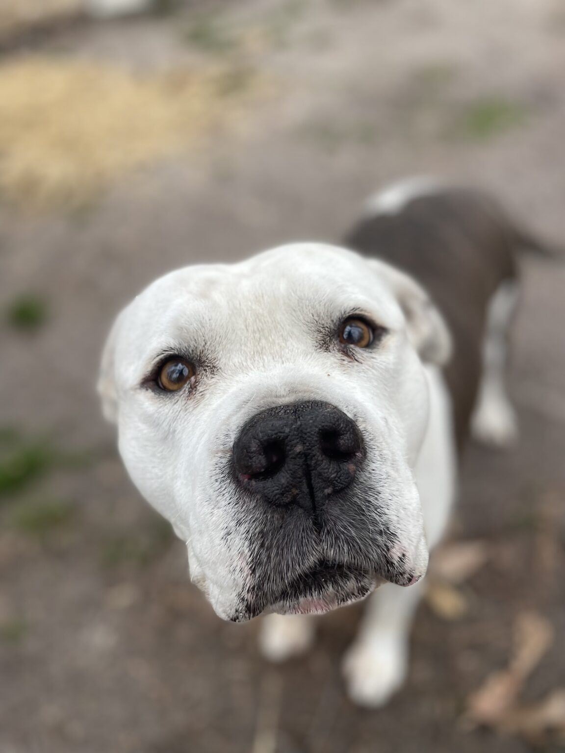 Adopting A Dog - Animal Rescue - Adopt A Dog - Benson NC