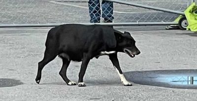 The Benson Community Dog - Old Cowboy Animal Rescue